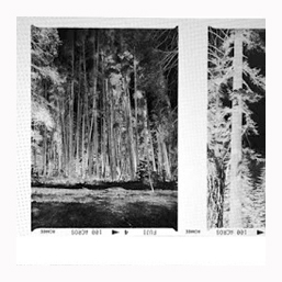 Family Film and Slide Scanning Conversions | Glass Plate Negatives ...